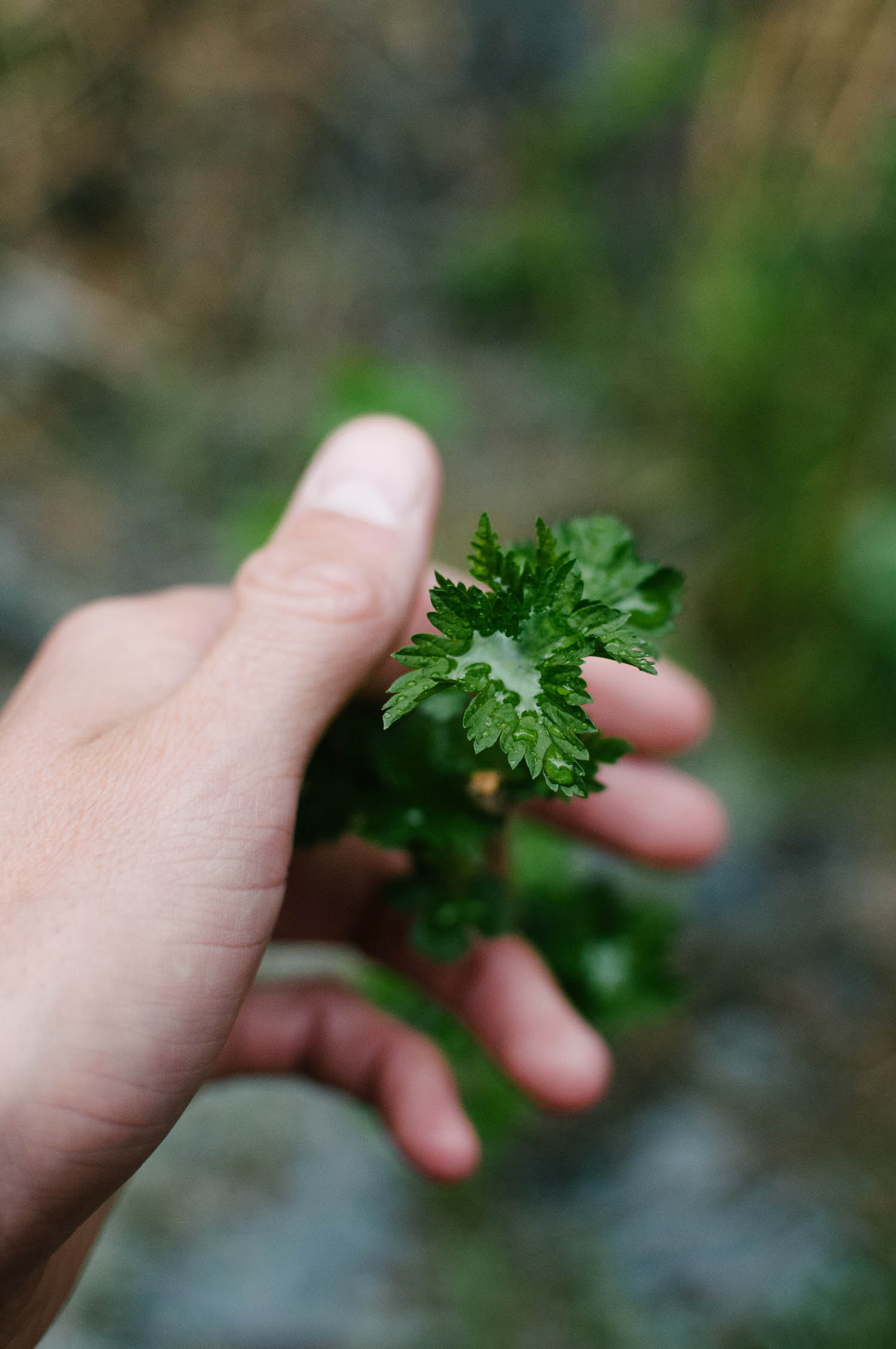 PERSILLEPESTO – Kontemplation